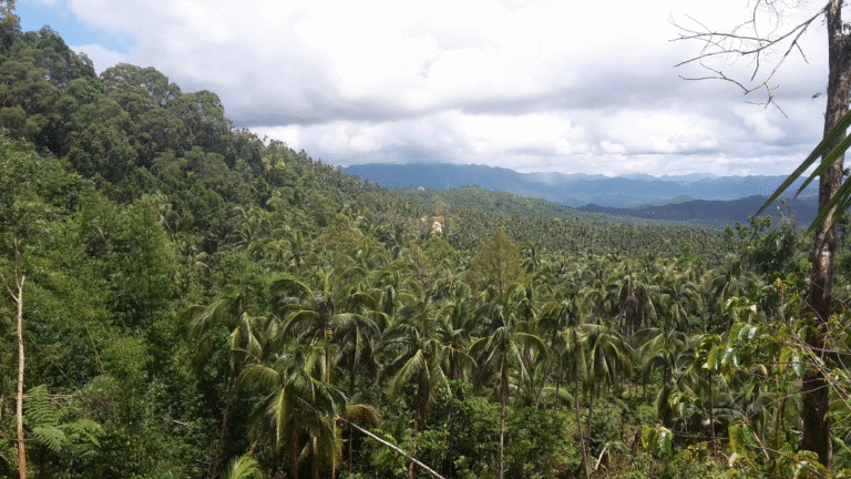 Bringing Back Native Trees: Healing Colonial Forest Transformations in ...